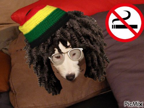 GIF rasta - animated GIF on GIFER