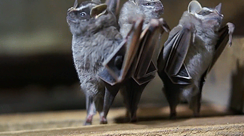 Funny animation fun GIF - Find on GIFER