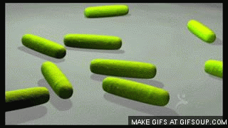Bacteria GIF - Find on GIFER