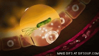 Bacteria GIF - Find on GIFER