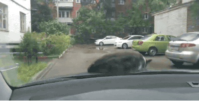 GIF nap - animated GIF on GIFER