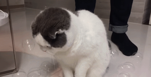 Cat bubbles GIF - Find on GIFER
