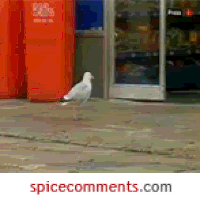 Seagull GIF - Find on GIFER
