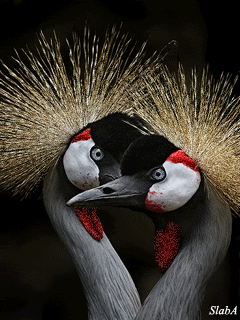 GIF birds - animated GIF on GIFER