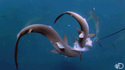 Shark Feeding Frenzy Gif