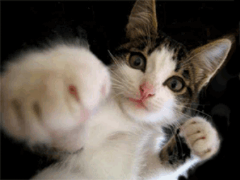 Gata gatinho gato GIF - Encontrar em GIFER