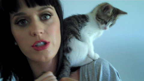 Kitten perry GIF - Find on GIFER