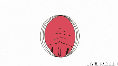 GIF acid - animated GIF on GIFER