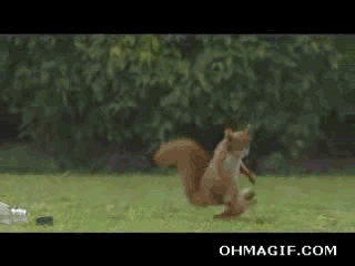Nut funny GIF - Find on GIFER