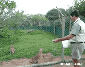 Cat reaction animals GIF - Find on GIFER