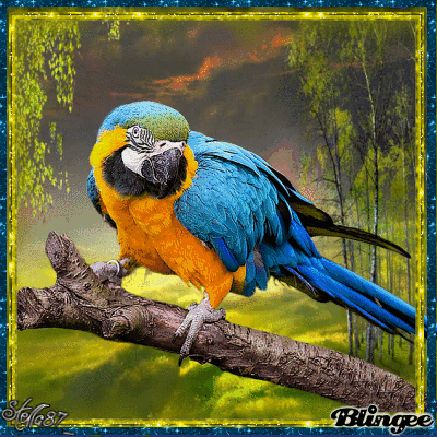 Parrot GIF - Find on GIFER