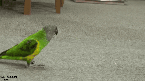 Parrot animals GIF - Find on GIFER