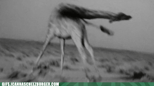 GIF animal neck - animated GIF on GIFER