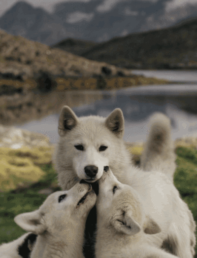 Wolf licking poker face GIF - Find on GIFER