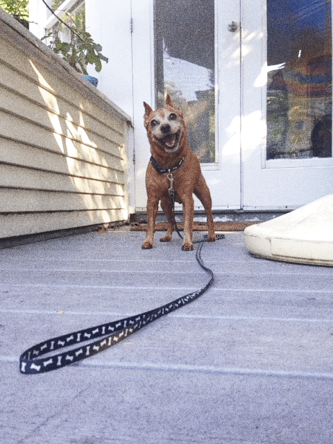 Drink pool fence GIF - Find on GIFER