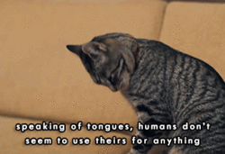 GIF cat guide source - animated GIF on GIFER