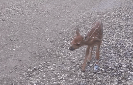 Animal friendship GIF - Find on GIFER