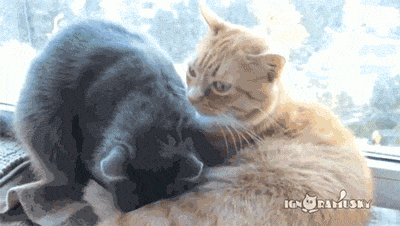 Awkward paw GIF - Find on GIFER