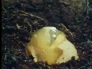 Stanley cup GIF - Find on GIFER