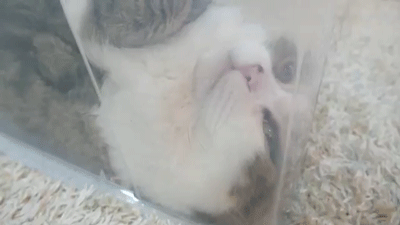 Relaxed GIF on GIFER - by Forin