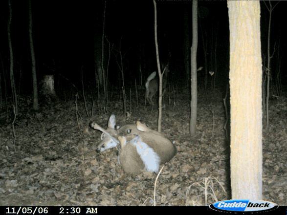 Deer GIF - Find on GIFER