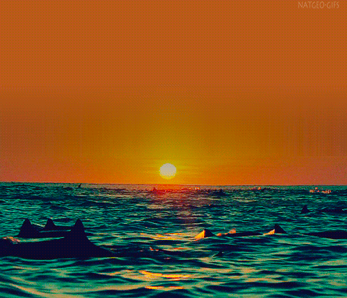 Sunset GIF - Find on GIFER