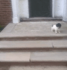 Dog funny cute GIF - Find on GIFER
