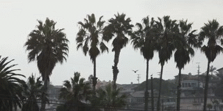 GIF los angeles - animated GIF on GIFER