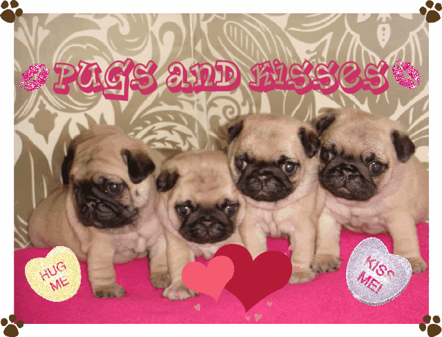 Pug GIF - Find on GIFER