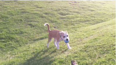 GIF fetch - animated GIF on GIFER