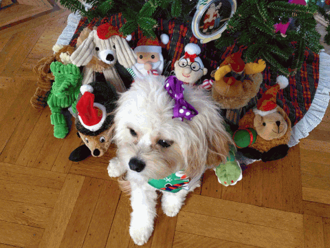Christmas animals GIF - Find on GIFER