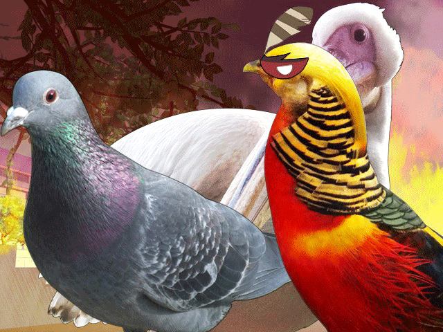 Gif De Mascota Pelícanos Dibujos Animados De Pelícano PNG Imágenes