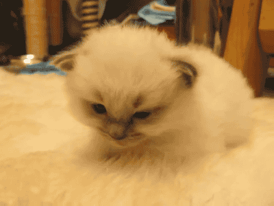 Baby kitten cat kitten GIF - Find on GIFER