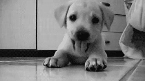 GIF camera eat doggy - animated GIF on GIFER