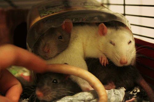 GIF rat - animated GIF on GIFER