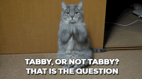 GIF cat pun cat pun - animated GIF on GIFER