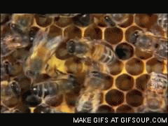 Fireflies GIF - Find on GIFER