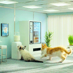 Cat day office GIF - Find on GIFER