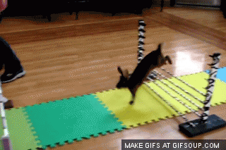 Bunny jumping competition GIF - Find on GIFER