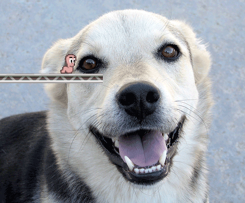 Dog gaming weird GIF - Find on GIFER