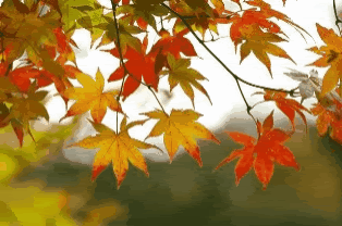 GIF leaves - animated GIF on GIFER