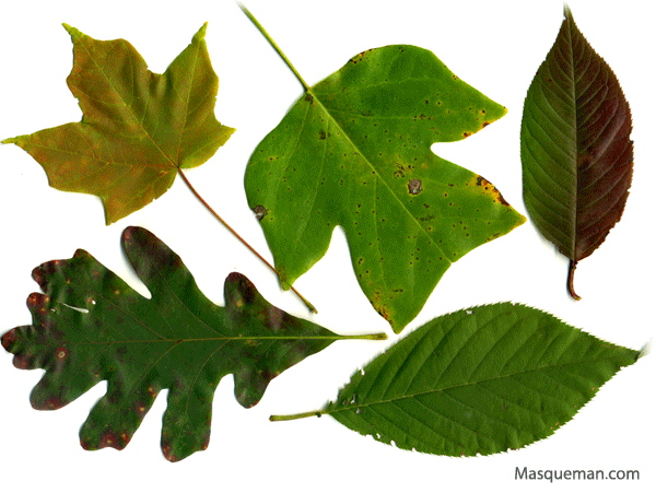 GIF leaves - animated GIF on GIFER