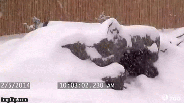 Panda weather toronto GIF - Find on GIFER