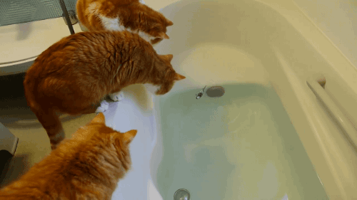 Cat fish GIF - Find on GIFER