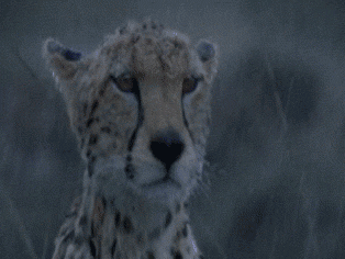 Gepard Rennt Gif 859 Gepard Rennen Stock Photos, High Res Pictures,