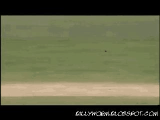 Cricket GIF - Find on GIFER