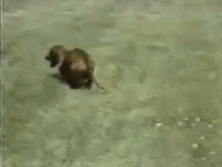 Headshot GIF - Find on GIFER