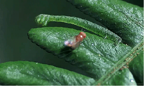 With fly pics GIF - Find on GIFER