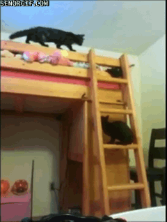 GIF ladder - animated GIF on GIFER