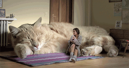 Cat right problems GIF - Find on GIFER